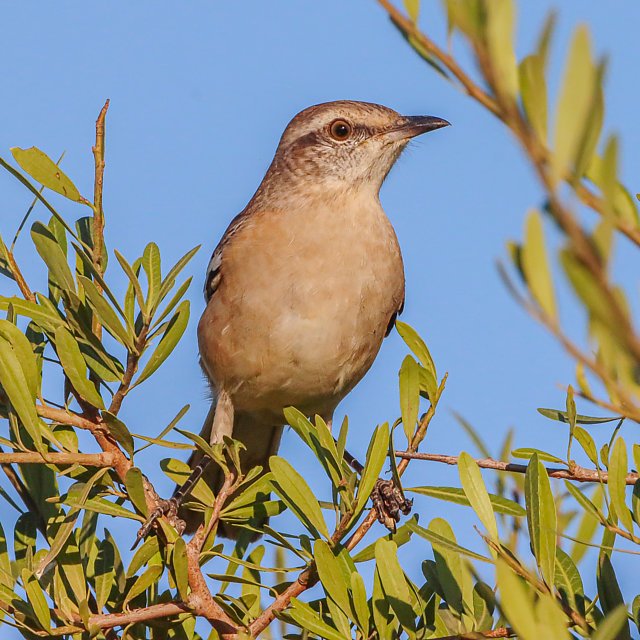 Foto calhandra-de-três-rabos (Mimus triurus) Por Genival Carvalho ...