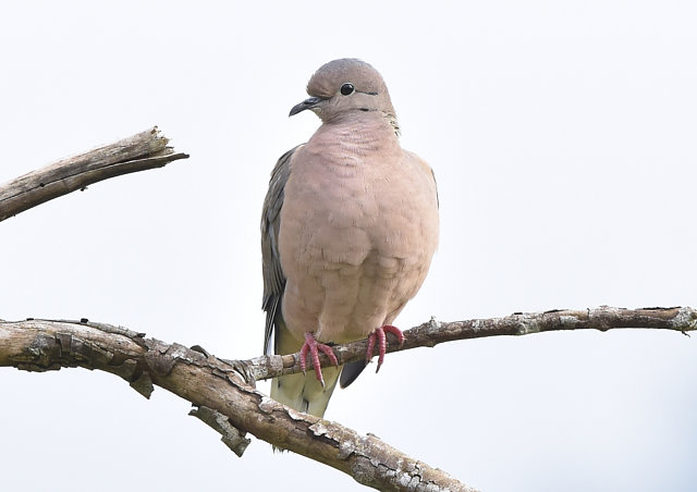 Foto avoante (Zenaida auriculata) Por Maicon Molina (Guia) | Wiki Aves ...