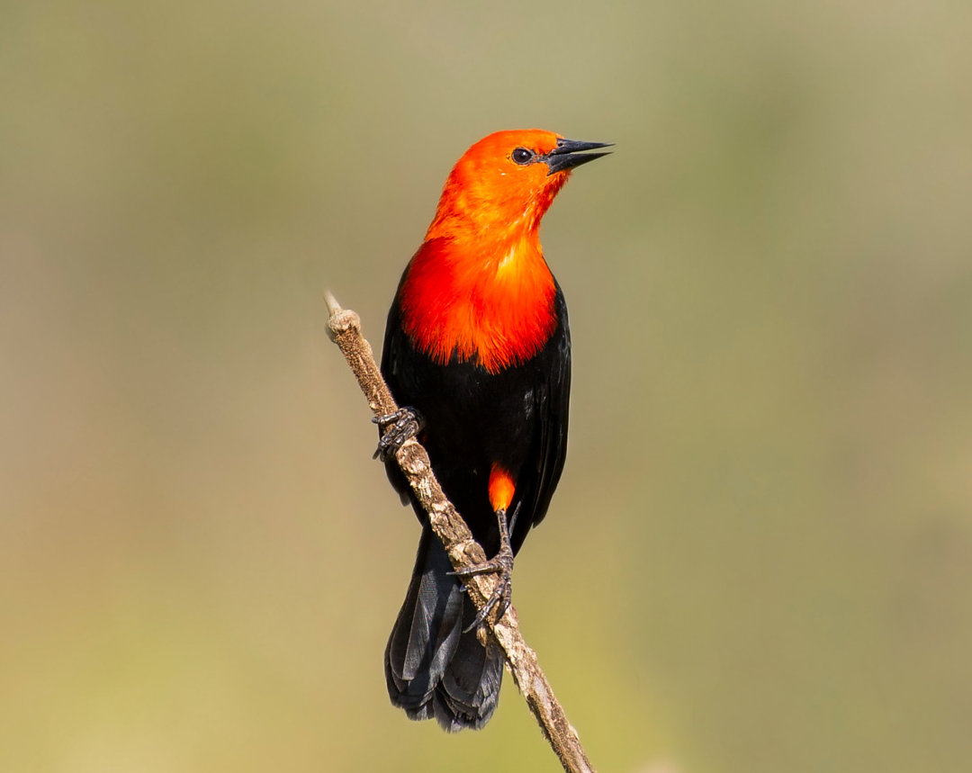 Foto cardeal-do-banhado (Amblyramphus holosericeus) Por Fernando Zurdo ...