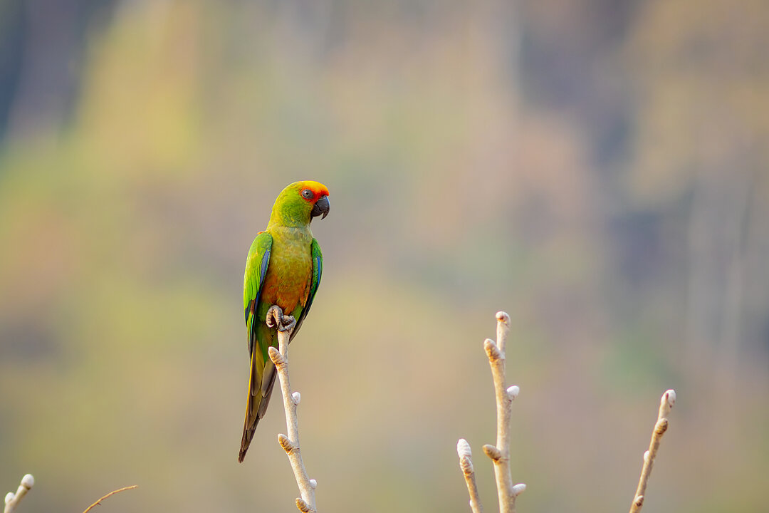 Foto jandaia-de-testa-vermelha (Aratinga auricapillus) Por Gabriel ...