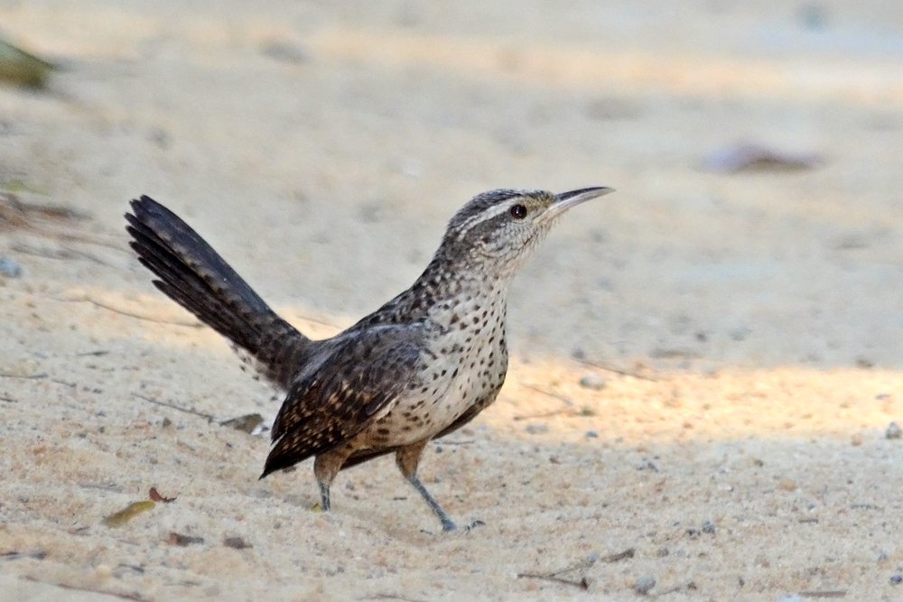 Foto catatau (Campylorhynchus turdinus) Por Bruno Rennó | Wiki Aves - A ...
