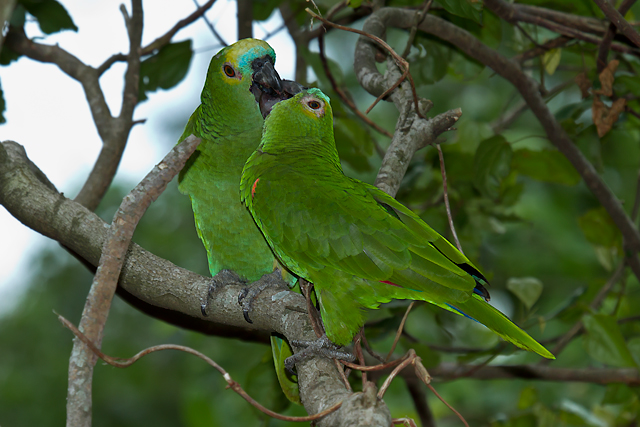Foto papagaio-verdadeiro (Amazona aestiva) Por Luís Roberto da Silva ...