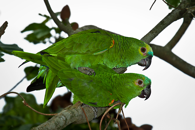 Foto papagaio-verdadeiro (Amazona aestiva) Por Luís Roberto da Silva ...