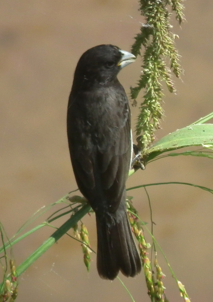 Foto papa-capim-de-costas-cinza (Sporophila ardesiaca) Por Evandro ...