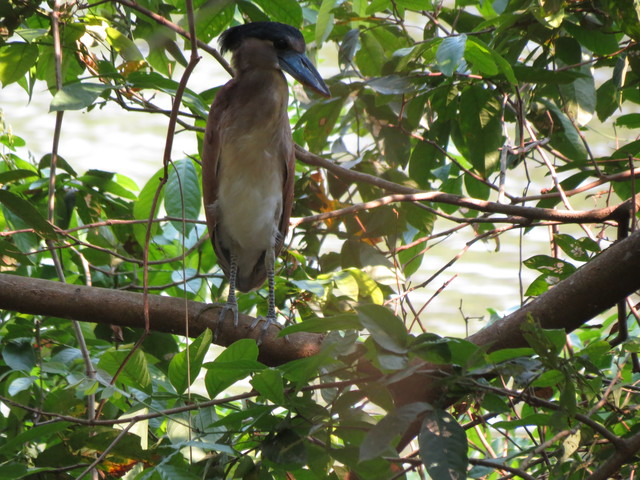 Foto arapapá (Cochlearius cochlearius) Por Edson Diniz | Wiki Aves - A ...