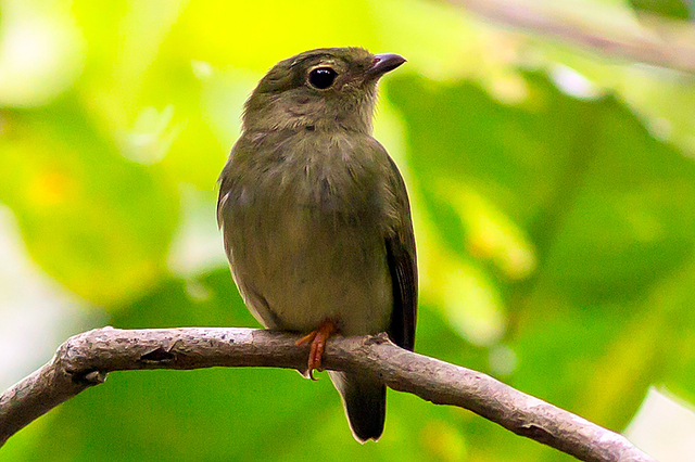 Foto tangará-príncipe (Chiroxiphia pareola) Por Marco Guedes | Wiki ...