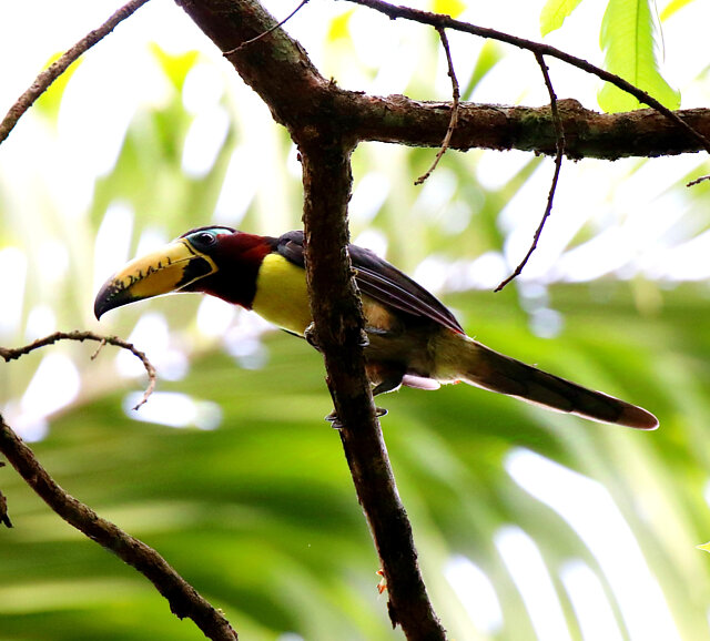Foto araçari-de-bico-riscado (Pteroglossus inscriptus) Por Gláucio ...