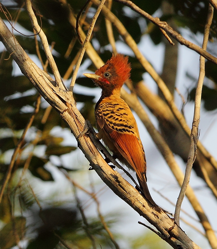 Foto pica-pau-da-taboca (Celeus obrieni) Por Firmino Filho | Wiki Aves ...