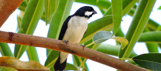 Foto bigodinho (Sporophila lineola) Por Ailton Moreira | Wiki Aves - A ...