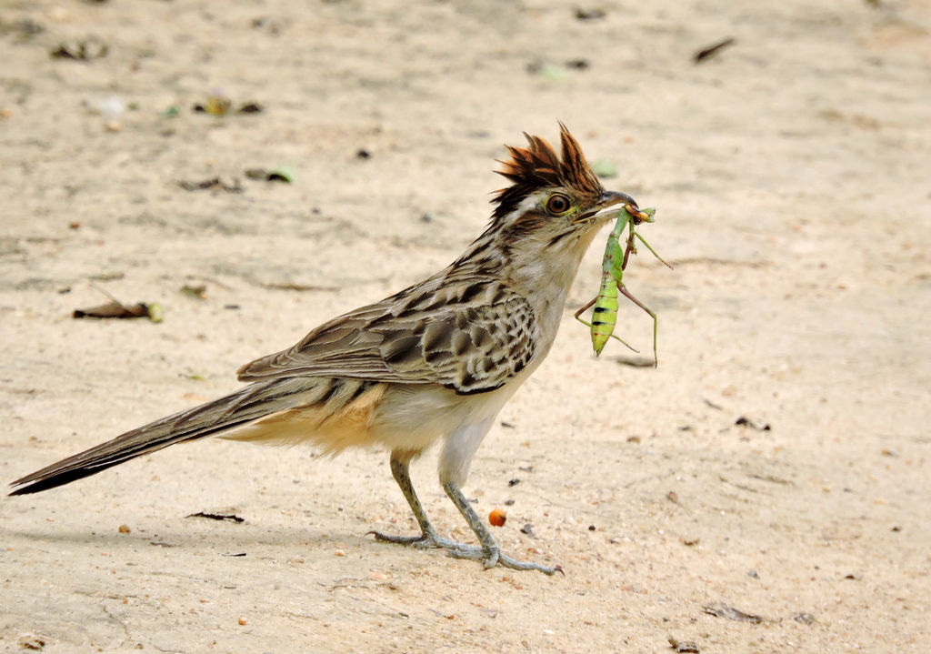 Foto saci (Tapera naevia) Por Marco Marcos | Wiki Aves - A Enciclopédia ...