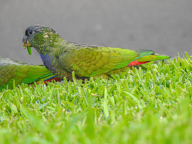 Foto maitaca-verde (Pionus maximiliani) Por Maria da Conceição Rolim ...