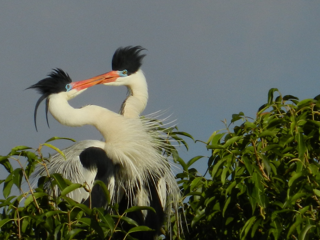 Foto garça-moura (Ardea cocoi) Por Guilherme Durante | Wiki Aves - A ...