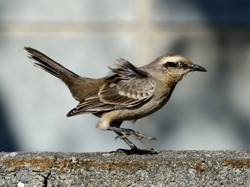 Foto sabiá-do-campo (Mimus saturninus) Por Marcelo Checoni | Wiki Aves ...