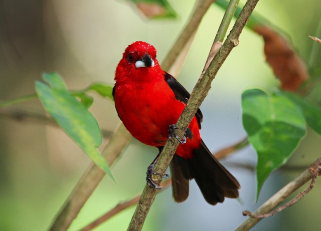 Foto tiê-sangue (Ramphocelus bresilia) Por Juliano Darwin | Wiki Aves ...