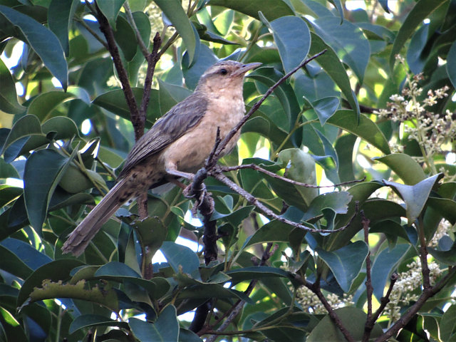 Foto catatau (Campylorhynchus turdinus) Por Stefani Campos | Wiki Aves ...