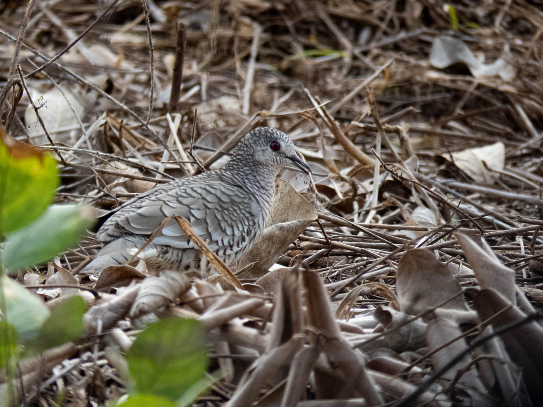Foto rolinha-fogo-apagou (Columbina squammata) Por Welington Nascimento ...