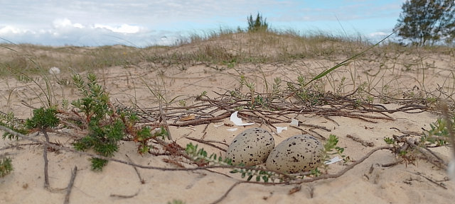 Foto piru-piru (Haematopus palliatus) Por Jeferson Garcia | Wiki Aves ...