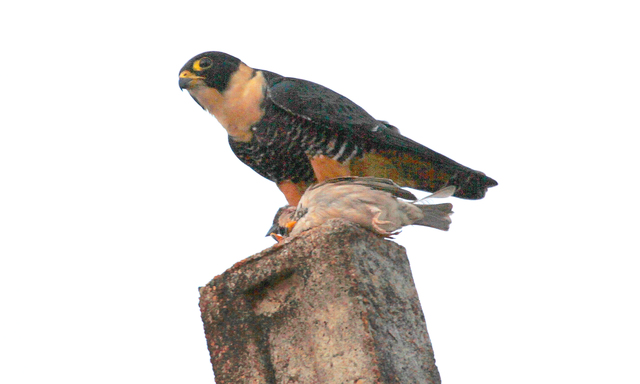 Foto cauré (Falco rufigularis) Por André Luiz Briso | Wiki Aves - A ...