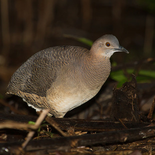jaó (Crypturellus undulatus) | WikiAves - A Enciclopédia das Aves do Brasil