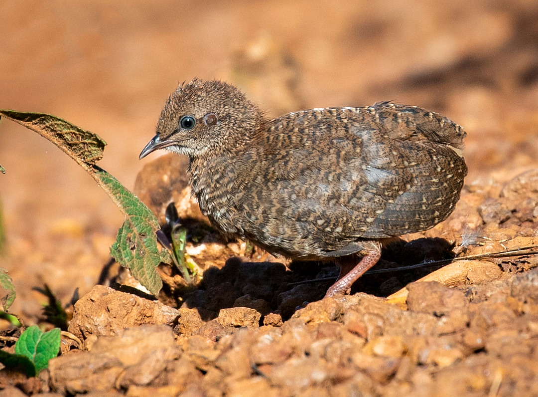Foto inhambu-chororó (Crypturellus parvirostris) Por Sergio Cavinato ...