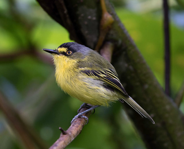 Foto teque-teque (Todirostrum poliocephalum) Por Miguel Veronez | Wiki ...