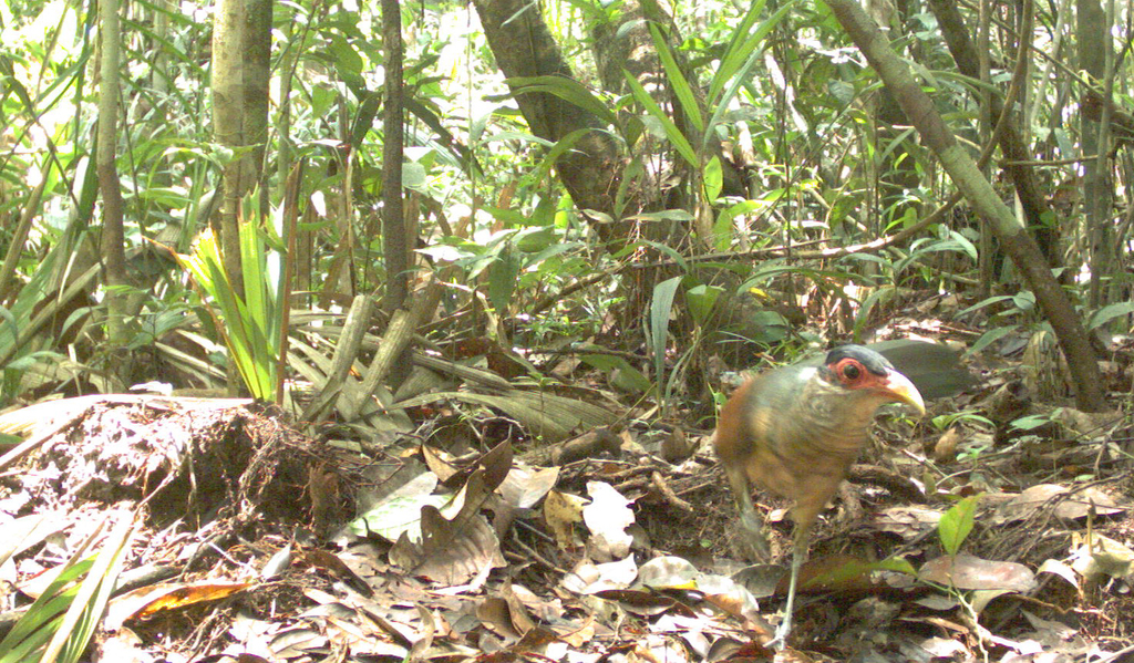 Foto jacu-estalo-de-bico-vermelho (Neomorphus pucheranii) Por w_endo ...