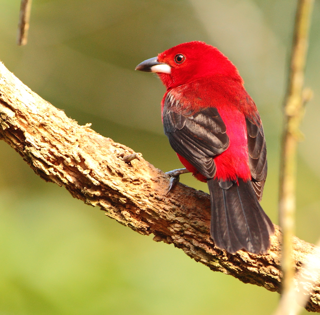 Foto tiê-sangue (Ramphocelus bresilia) Por Firmino Filho | Wiki Aves ...