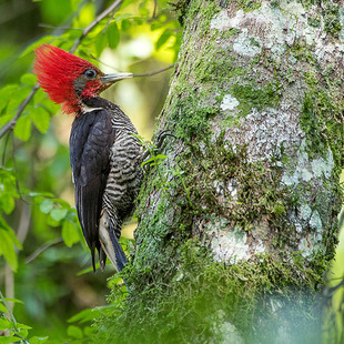 pica-pau-de-cara-canela (Celeus galeatus) | WikiAves - A Enciclopédia das Aves do Brasil
