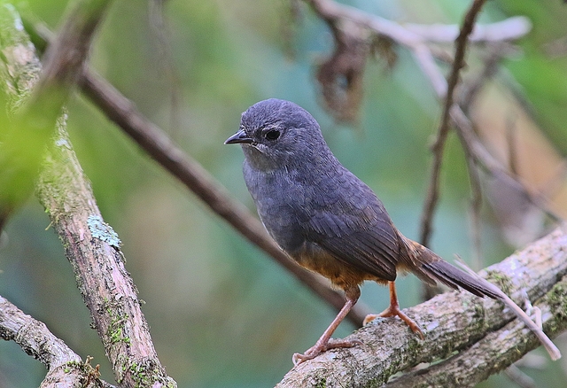 tapaculo-de-brasília (Scytalopus novacapitalis) | WikiAves - A ...