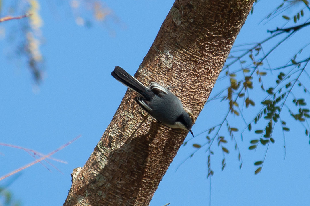 Foto balança-rabo-do-nordeste (Polioptila atricapilla) Por Mateus ...