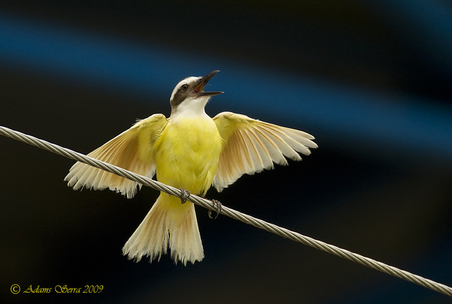 bem-te-vi (Pitangus sulphuratus) | WikiAves - A Enciclopédia das Aves ...