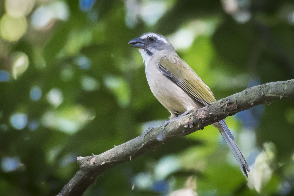 Foto trinca-ferro (Saltator similis) Por Luiz Bravo | Wiki Aves - A ...