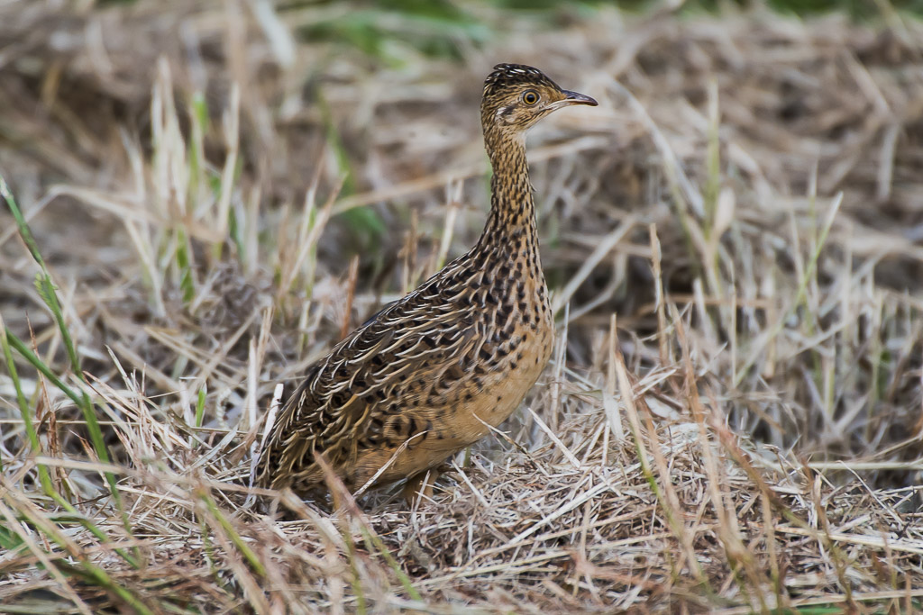 Foto codorna-amarela (Nothura maculosa) Por Luiz Bravo | Wiki Aves - A ...