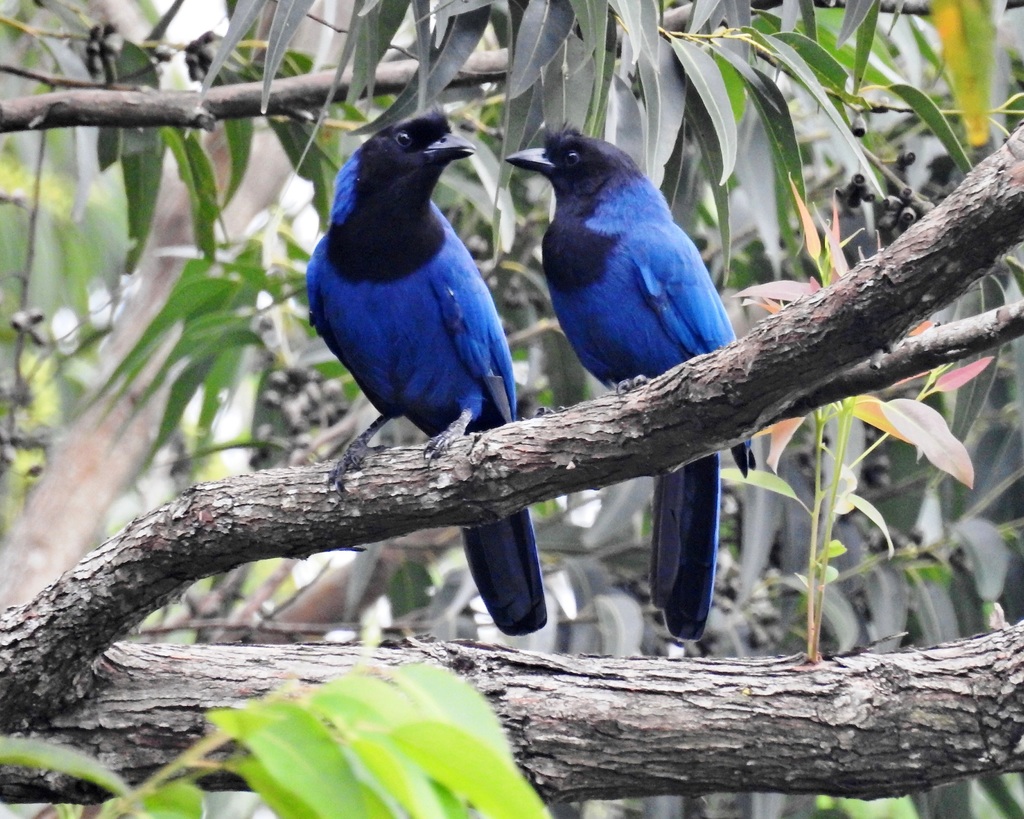 Foto gralha-azul (Cyanocorax caeruleus) Por Rubia W. Speck Loes | Wiki ...