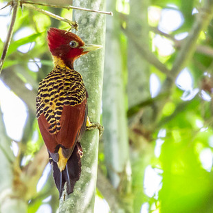 pica-pau-lindo (Celeus spectabilis) | WikiAves - A Enciclopédia das ...