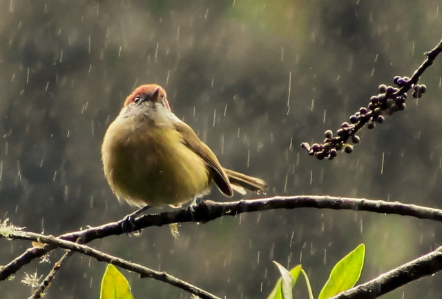 Foto verdinho-coroado (Hylophilus poicilotis) Por Aderson Sartori ...
