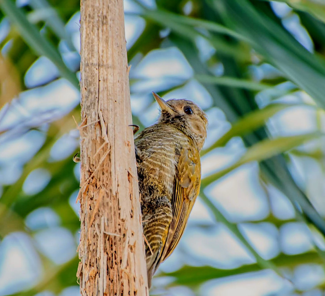 Foto pica-pau-pequeno (Veniliornis passerinus) Por Wilson Orfão | Wiki ...