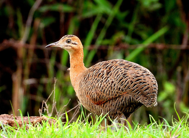 Foto perdiz (Rhynchotus rufescens) Por Kennedy Borges-Road | Wiki Aves ...
