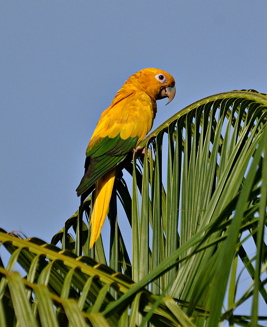 Foto ararajuba (Guaruba guarouba) Por Luciano Moura | Wiki Aves - A ...