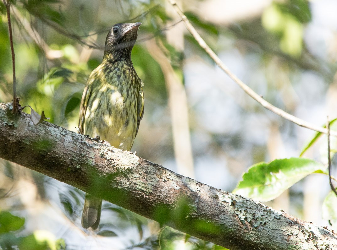 Foto araponga (Procnias nudicollis) Por José Pireni | Wiki Aves - A ...