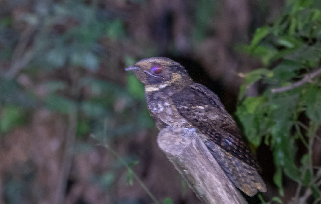 Foto joão-corta-pau (Antrostomus rufus) Por José Pireni | Wiki Aves - A ...
