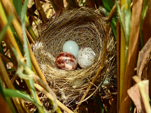 Foto chupim (Molothrus bonariensis) Por Lawrence Rabelo De Almeida ...