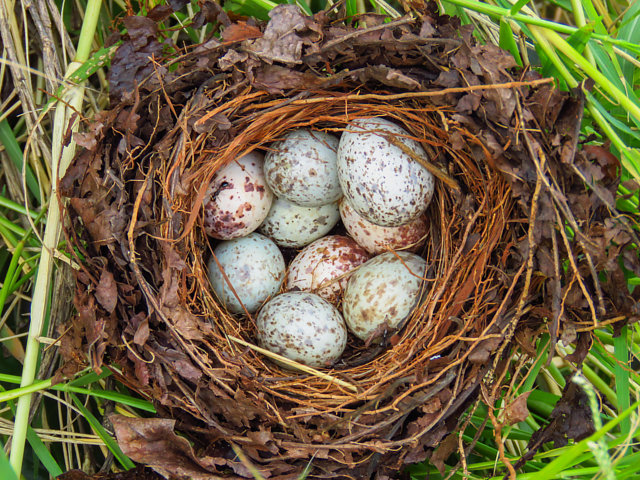 Foto chupim (Molothrus bonariensis) Por Lawrence Rabelo De Almeida ...