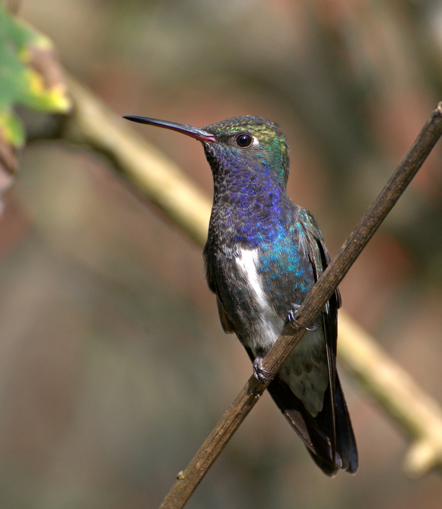 Foto beija-flor-de-peito-azul (Chionomesa lactea) Por Dario Sanches ...