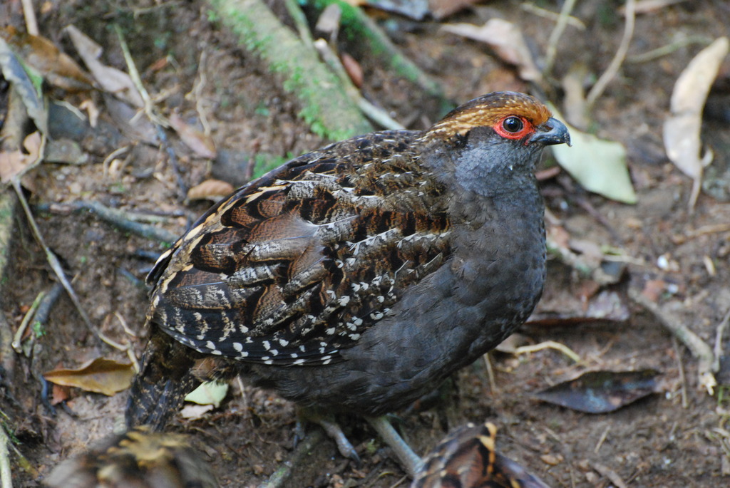 Foto uru (Odontophorus capueira) Por Frederico Colombi | Wiki Aves - A ...