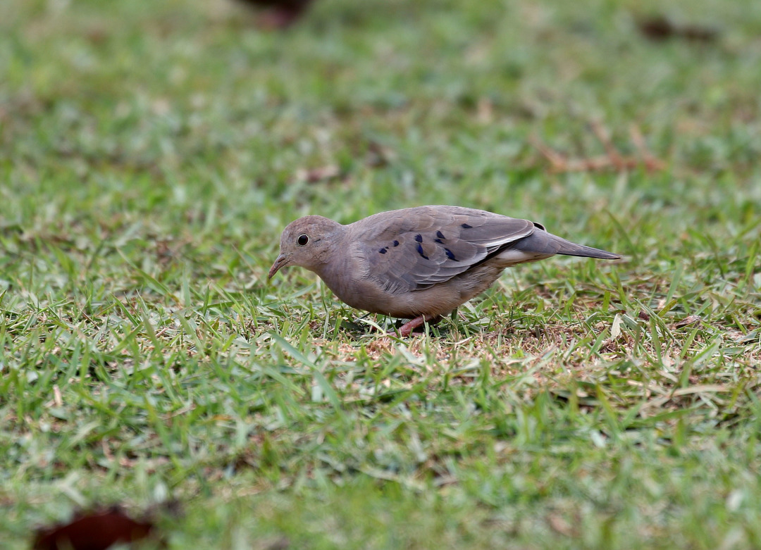 Foto rolinha-de-asa-canela (Columbina minuta) Por Jayrson Araújo | Wiki ...