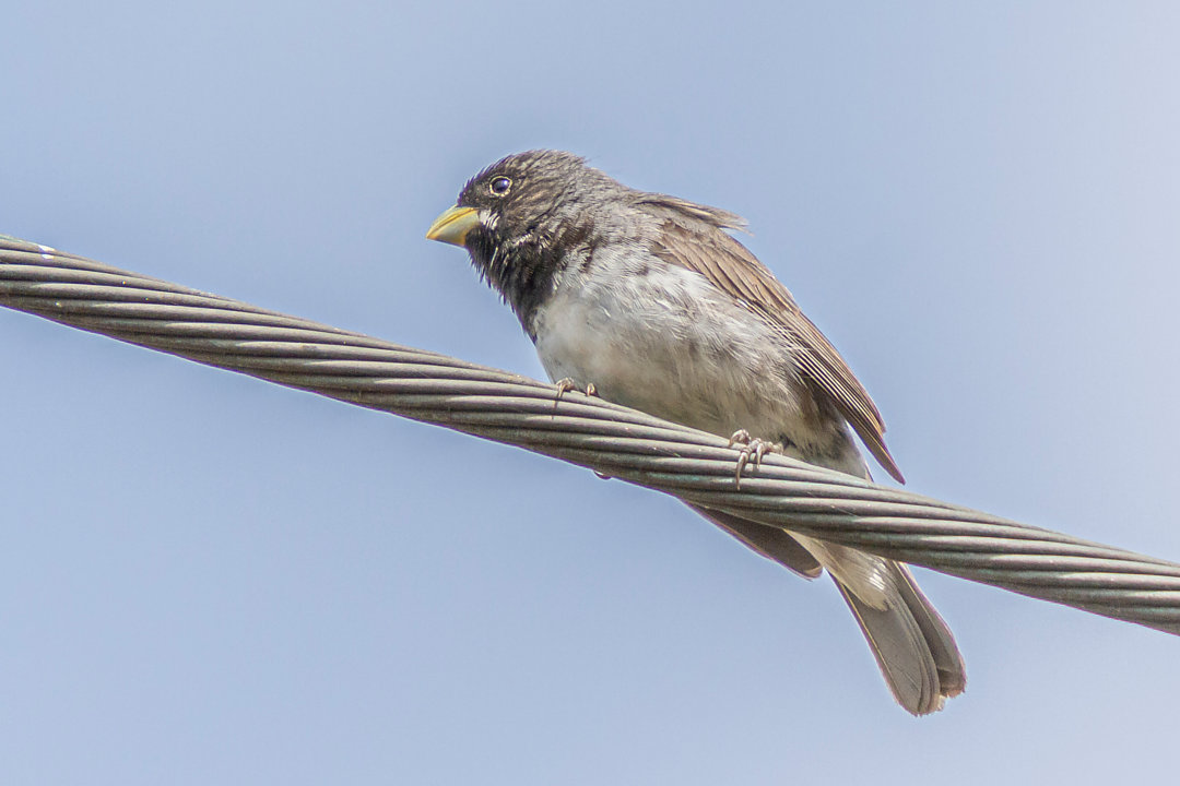 Foto papa-capim-de-costas-cinza (Sporophila ardesiaca) Por Tarcisio ...