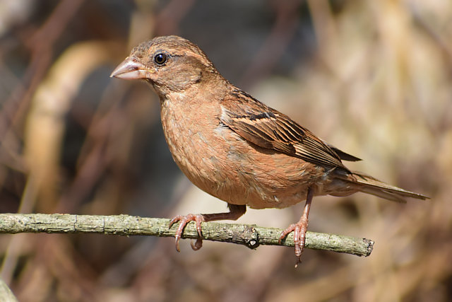 Foto pardal (Passer domesticus) Por Jaime Oliveira | Wiki Aves - A ...