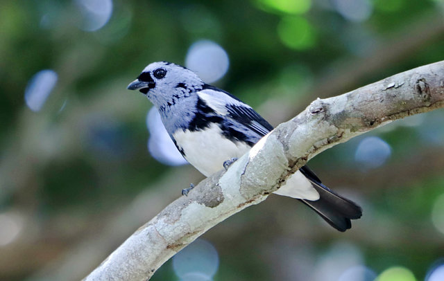 Foto cambada-de-chaves (Tangara brasiliensis) Por Chermont P. Braga ...
