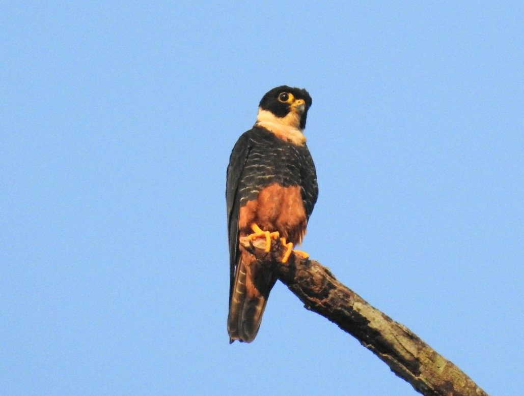 Foto cauré (Falco rufigularis) Por Dêner V. Souza | Wiki Aves - A ...